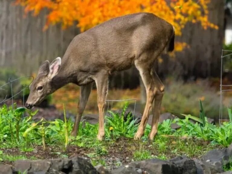 Understanding Deer Behavior: Why They Enter Residential Areas And How ...
