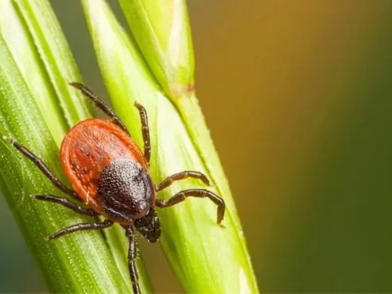 Protect Your Family And Pets: Essential Tips To Prevent Tick‑Borne Diseases
