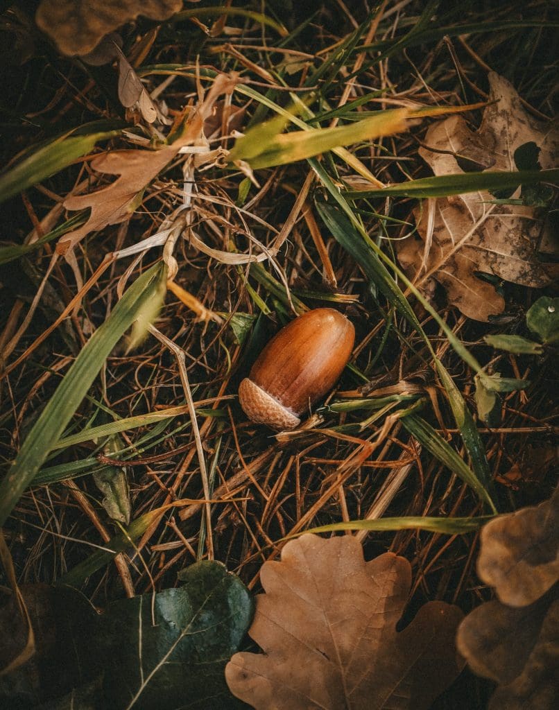 Acorns: A Delicious and Nutritious Snack for Deer | ohDEER