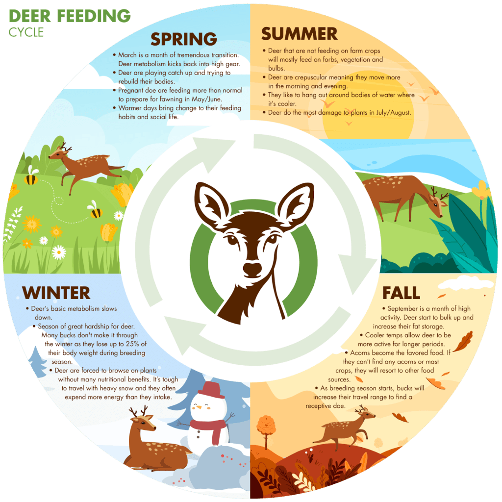 Understanding Whitetail Deer Diet And Feeding Patterns Ohdeer