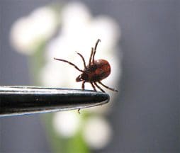 Tick Control Services | Protect Your Yard & Family | ohDEER