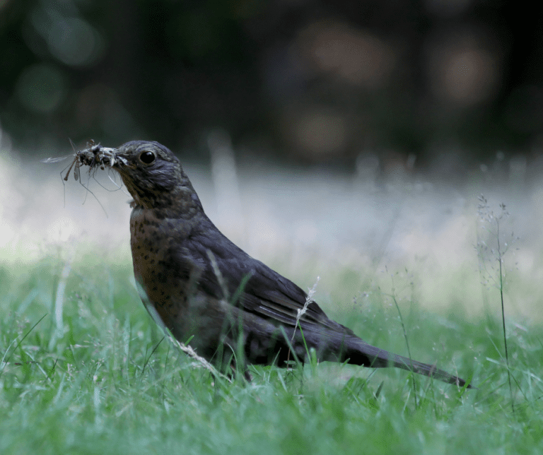 How to Attract Mosquito-Eating Birds to Your Yard | ohDEER