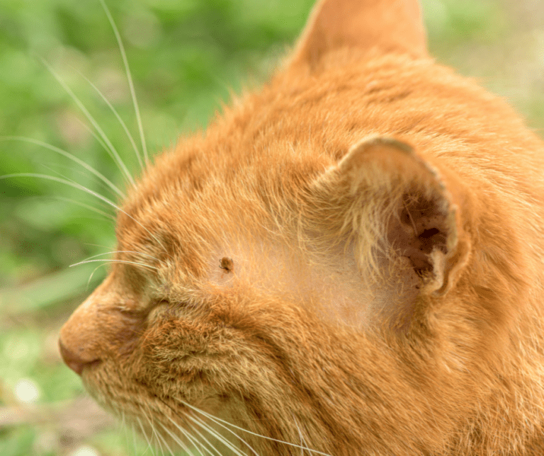What Animals Carry Ticks & Spread Them to Others?