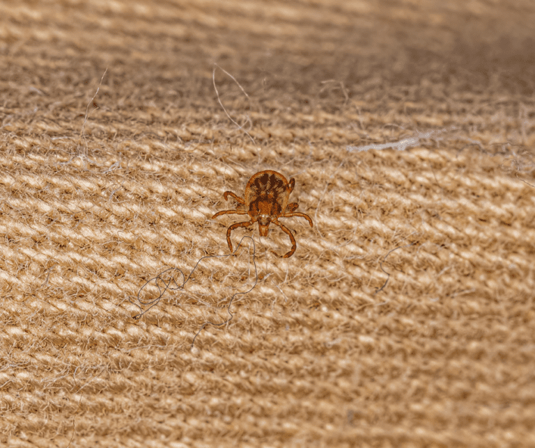 Where Ticks Hide on Your Property & How They Get Inside