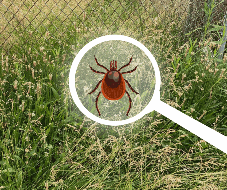 Where Ticks Hide on Your Property & How They Get Inside