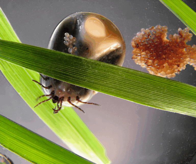 What Does A Tick Nest Look Like? Expert Answers from ohDEER
