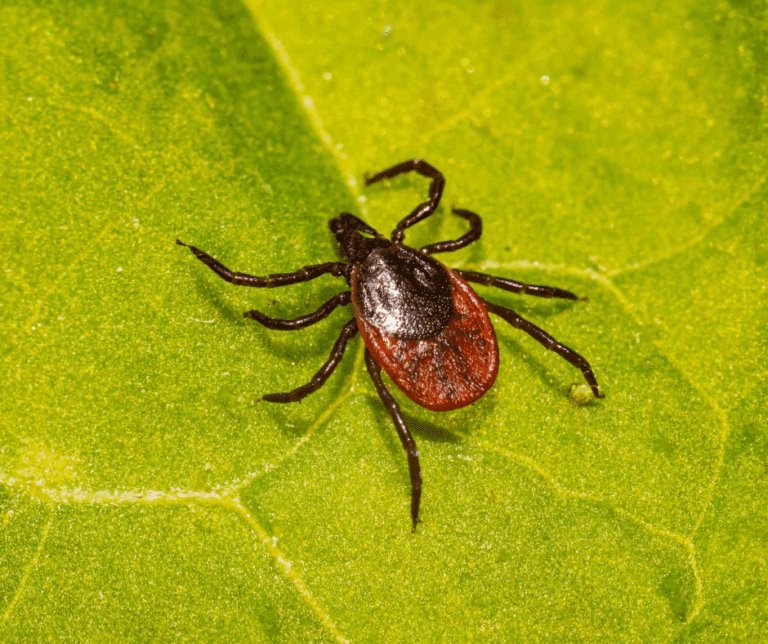 What Does A Tick Nest Look Like? Expert Answers from ohDEER