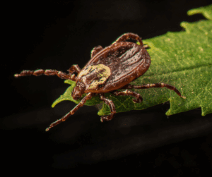 What Does A Tick Nest Look Like? Expert Answers from ohDEER