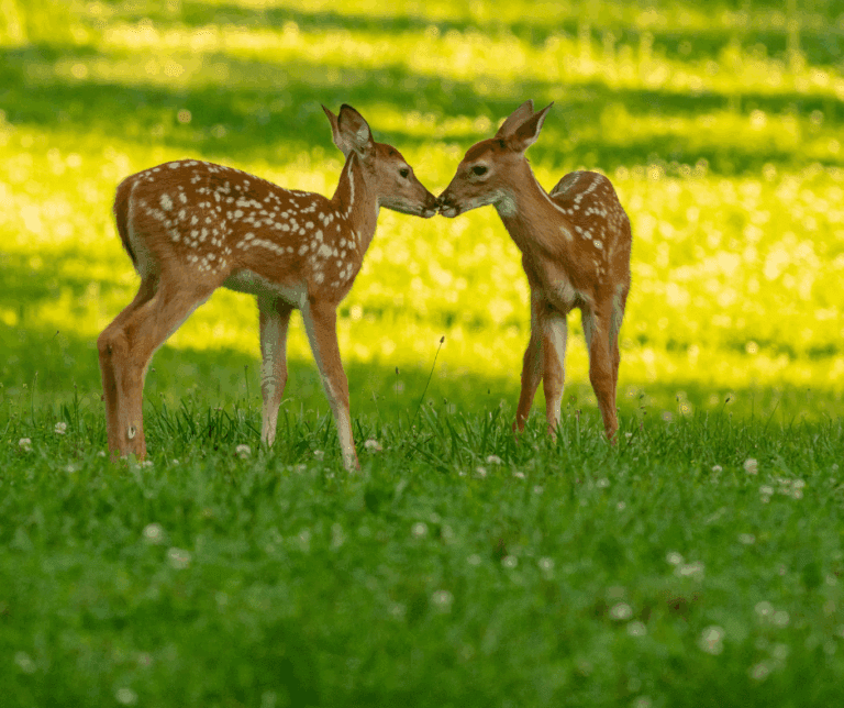 What Should You Do If You Find A Deer Fawn Alone? - ohDEER
