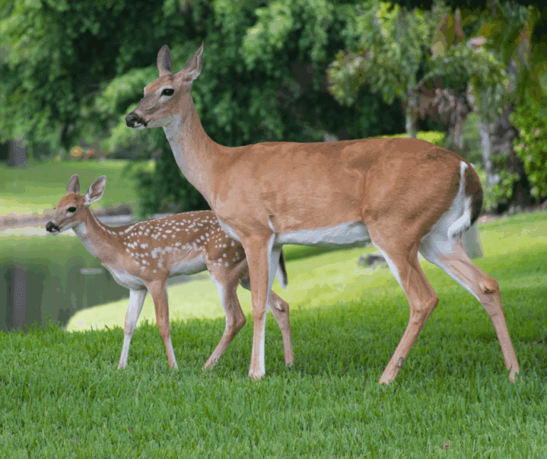 What Should You Do If You Find A Deer Fawn Alone? - ohDEER