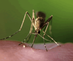 How Long Do Mosquitoes Live? FAQs About Mosquito Lifespans