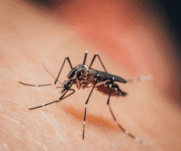How Long Do Mosquitoes Live? FAQs About Mosquito Lifespans
