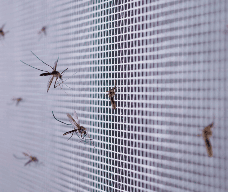 How Long Do Mosquitoes Live? FAQs About Mosquito Lifespans