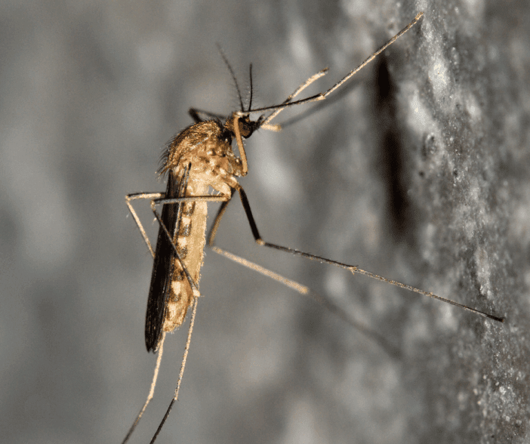 How Long Do Mosquitoes Live? FAQs About Mosquito Lifespans