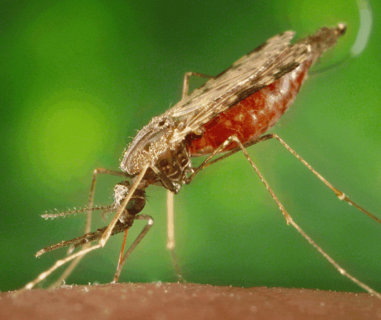 How Long Do Mosquitoes Live? FAQs About Mosquito Lifespans