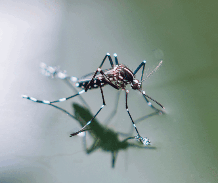 How Long Do Mosquitoes Live? FAQs About Mosquito Lifespans
