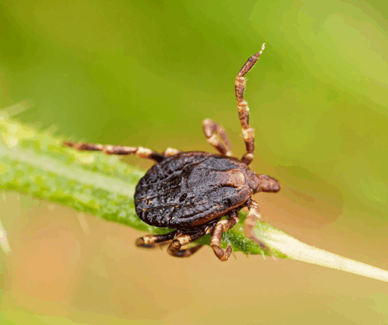What Does A Tick Nest Look Like? Expert Answers from ohDEER