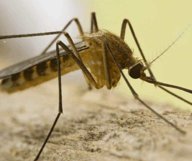 How Long Do Mosquitoes Live? FAQs About Mosquito Lifespans