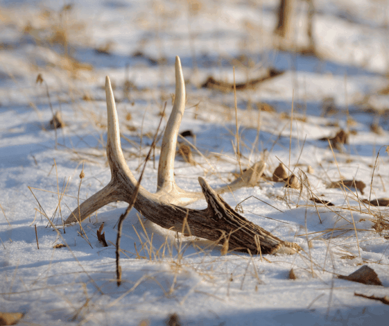 When Do Whitetail Deer Shed Their Antlers? Full Guide