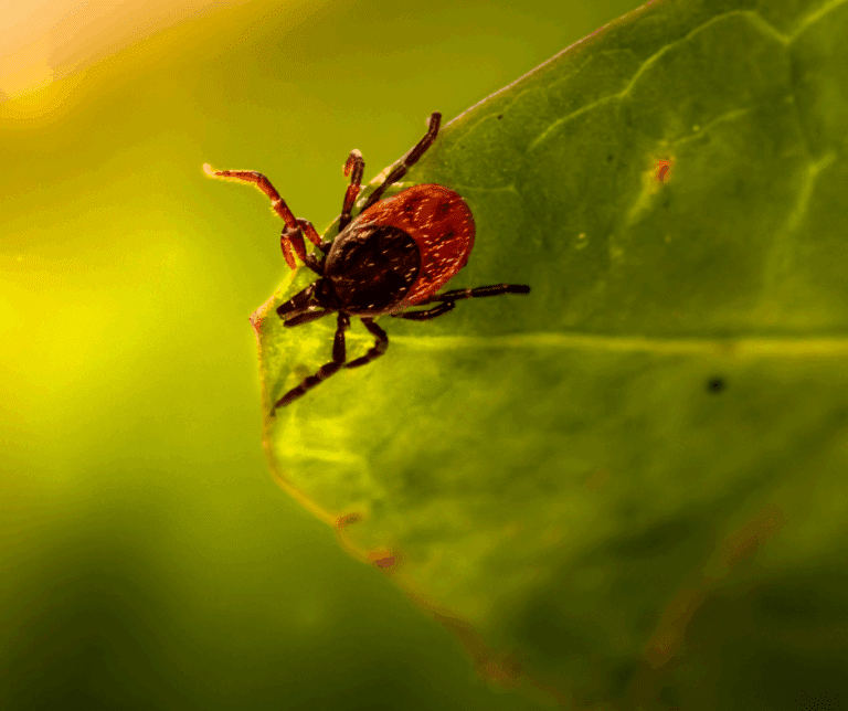 Ticks in the Fall: Why They’re Still a Threat and How to Stay Safe - ohDEER