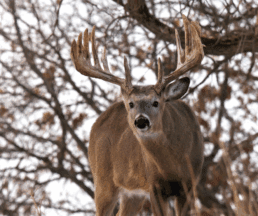 How Do Deer Communicate? Understanding Whitetail Deer Signals