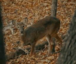 How Do Deer Communicate? Understanding Whitetail Deer Signals