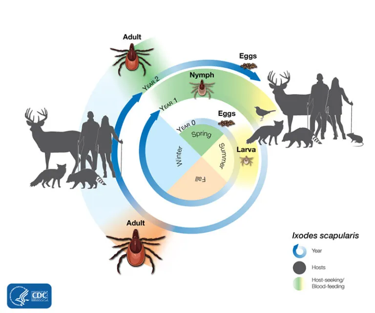 Tick Life Cycle Explained: Why It Matters for Your Family