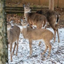 How Do Deer Communicate? Understanding Whitetail Deer Signals