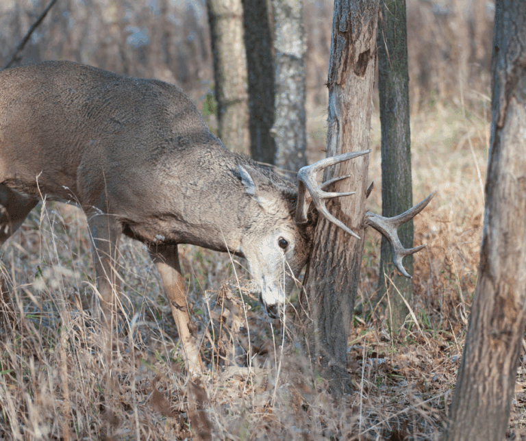 How Do Deer Communicate? Understanding Whitetail Deer Signals
