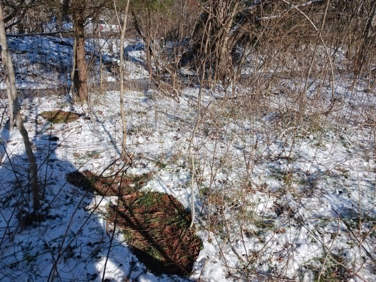 Top 5 Signs of Deer Damage in Yard Spaces & What They Mean